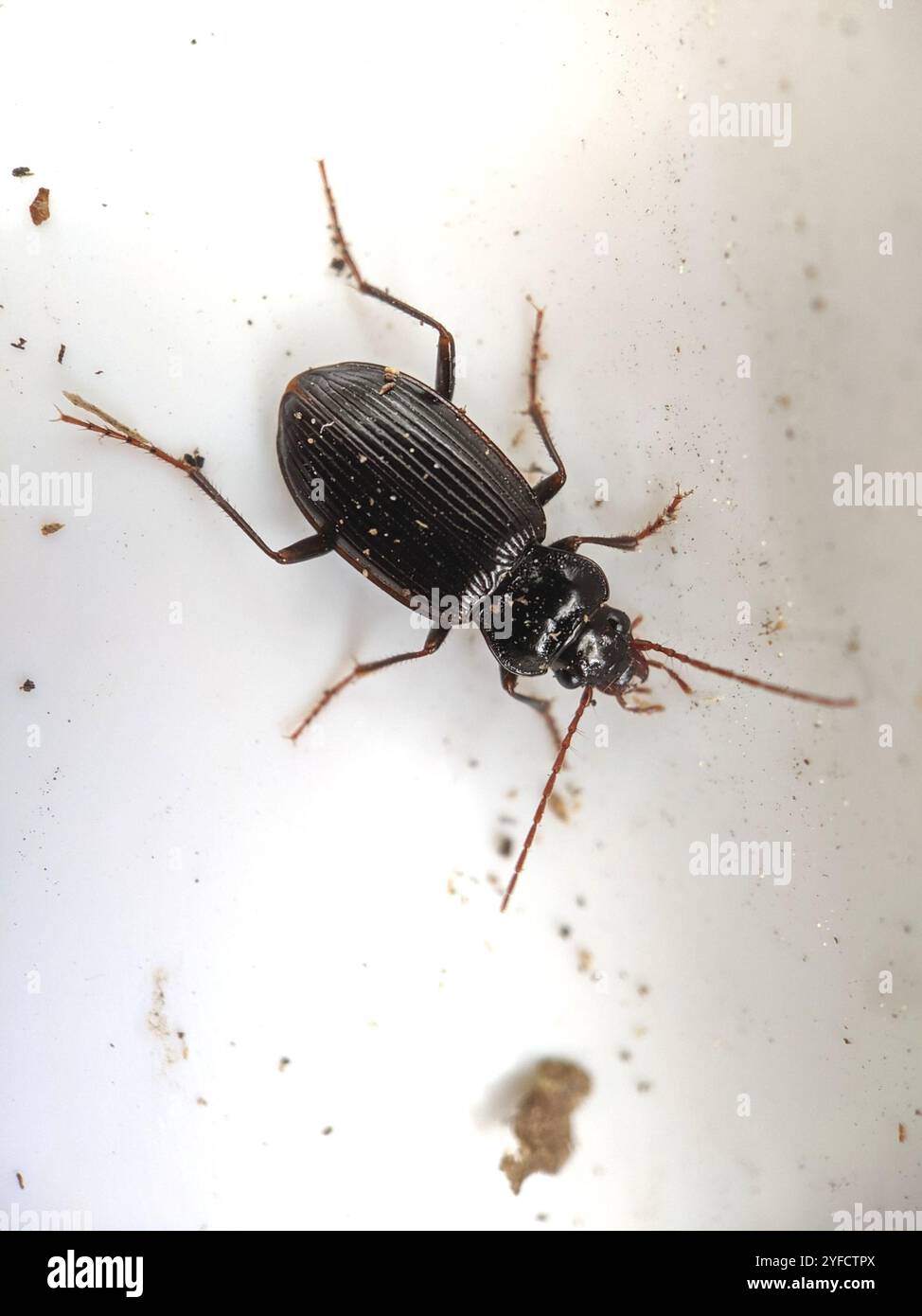 Gazelle Beetles (Nebria Stock Photo - Alamy