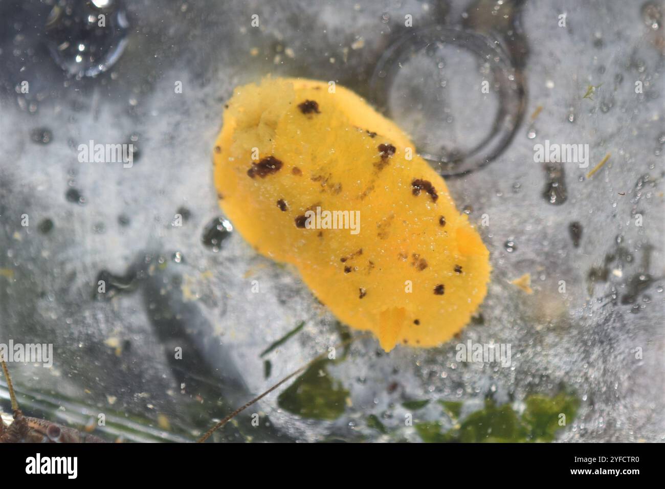 Monterey Dorid (Doris montereyensis Stock Photo - Alamy