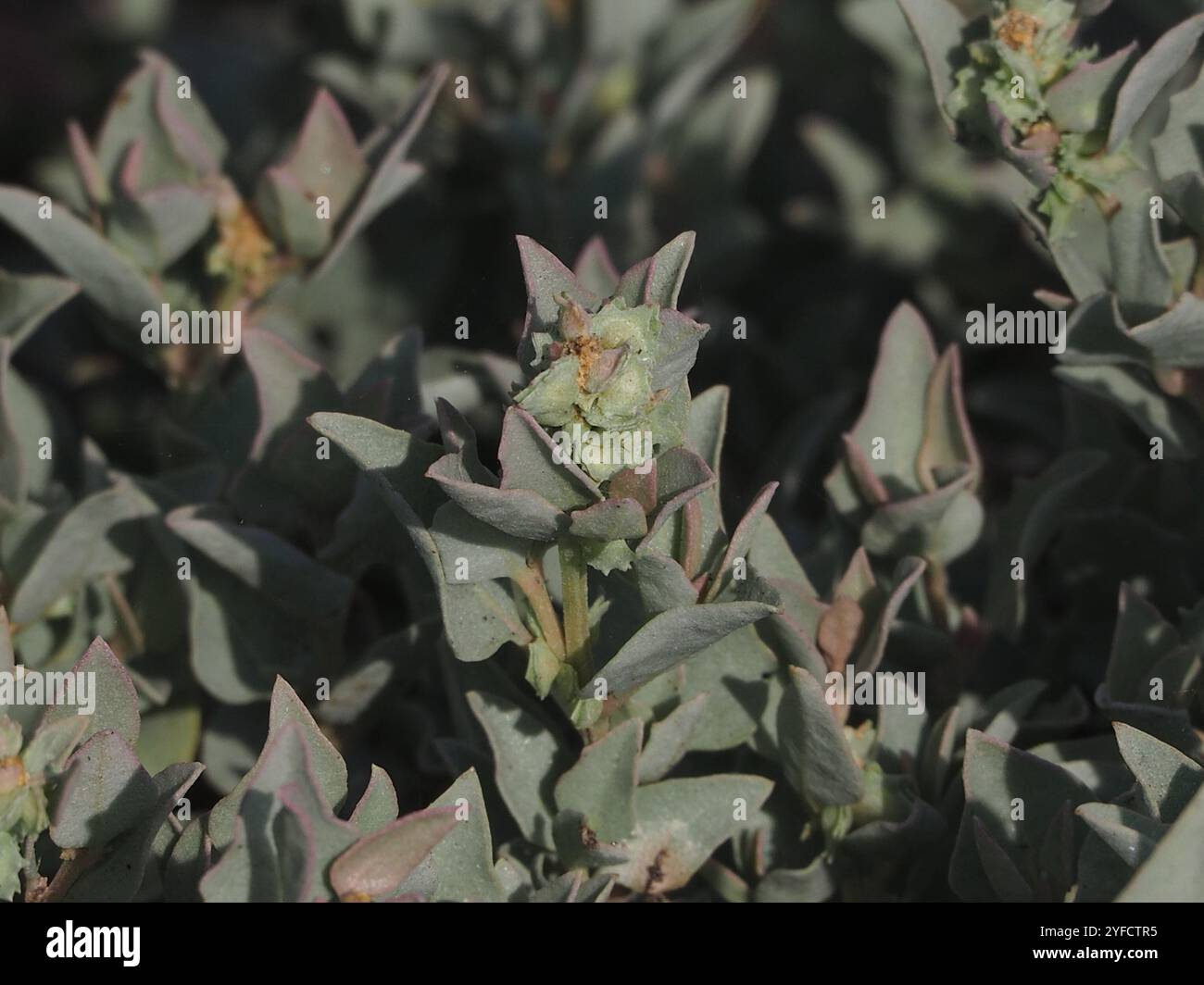 Maximowicz's Saltbush (Atriplex maximowicziana Stock Photo - Alamy