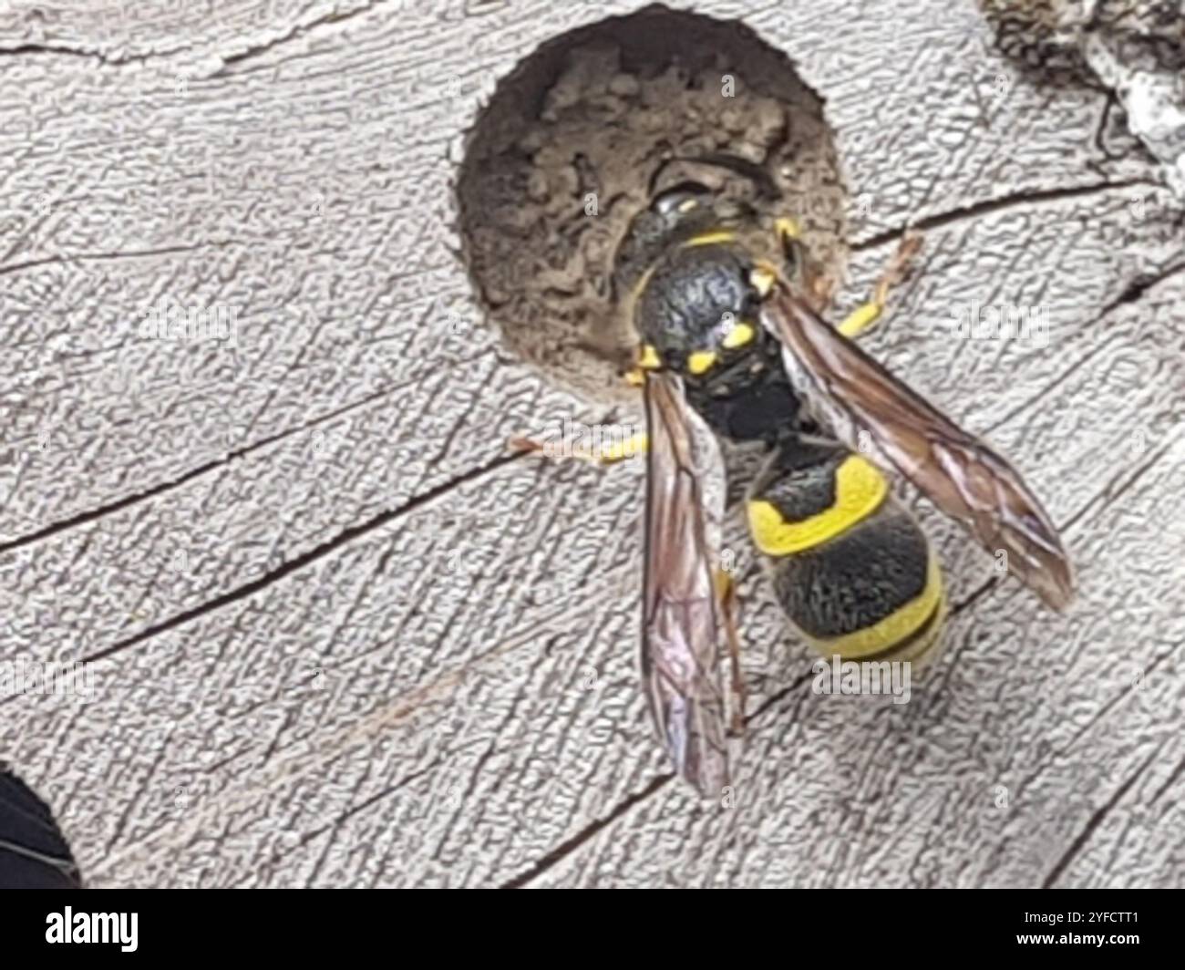 Ancistrocerus gazella hi-res stock photography and images - Alamy