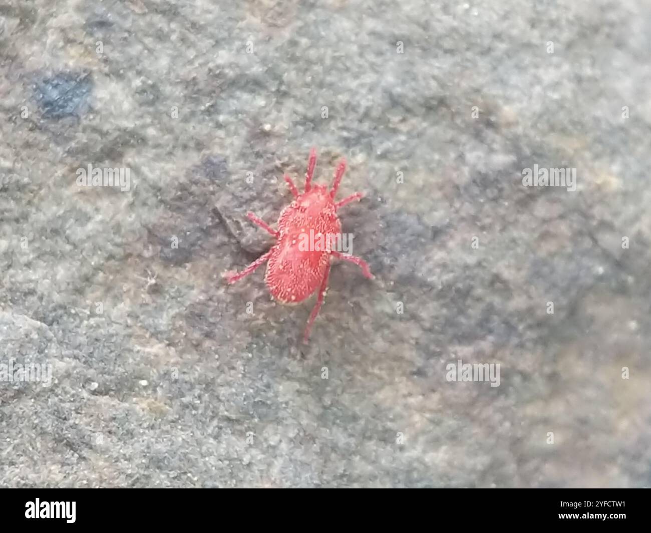 Sidewalk Mites (Balaustium Stock Photo - Alamy