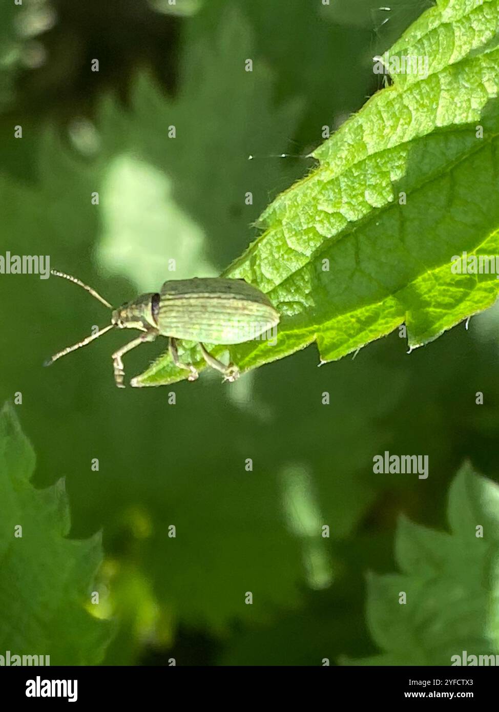 Nettle weevil (Phyllobius pomaceus Stock Photo - Alamy