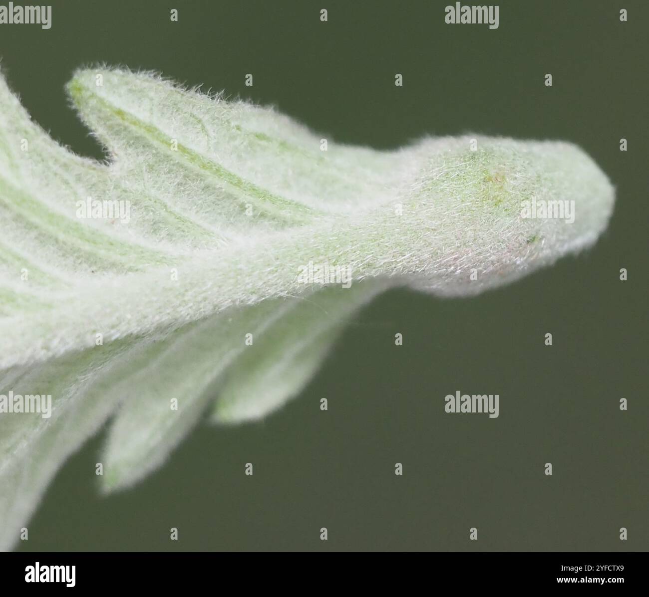 Oak Petiole Gall Wasp (Andricus quercuspetiolicola Stock Photo - Alamy