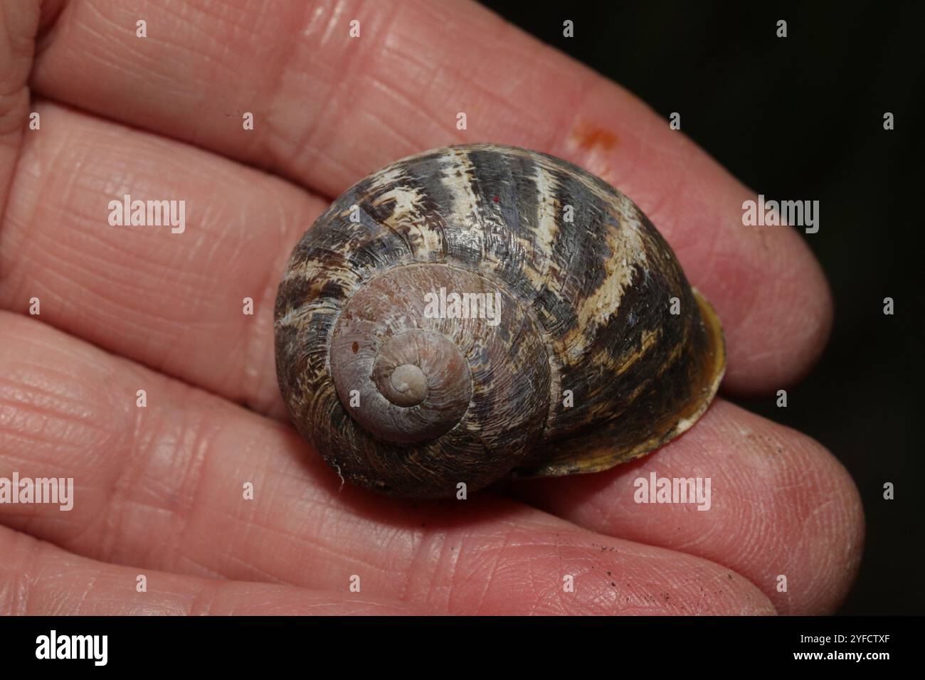 Garden Snail (Cornu aspersum Stock Photo - Alamy