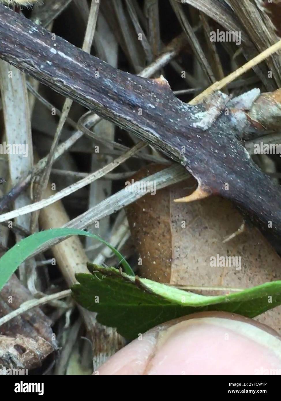 Common Dewberry (Rubus flagellaris Stock Photo - Alamy
