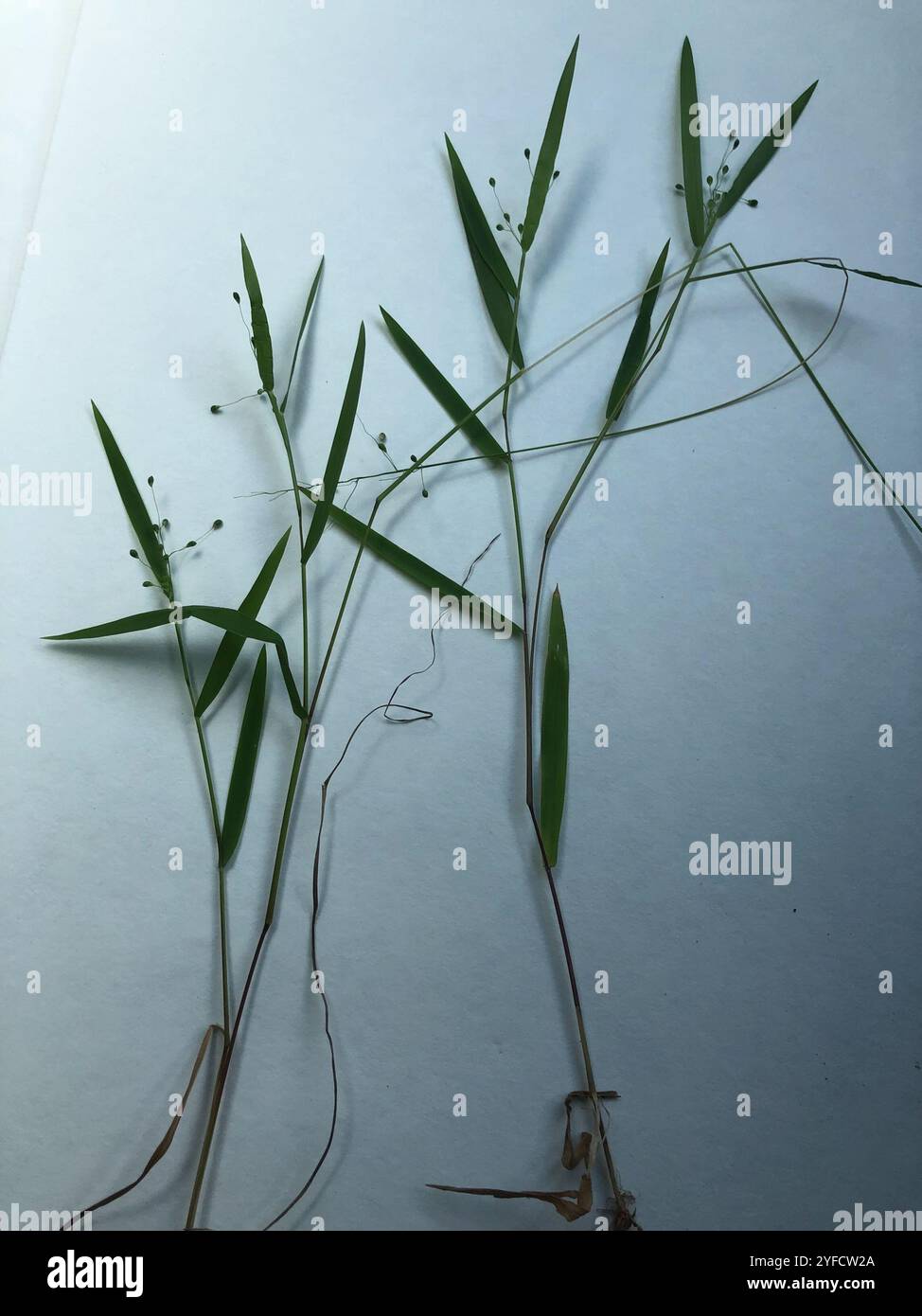 Scribner's Panicgrass (Dichanthelium scribnerianum Stock Photo - Alamy