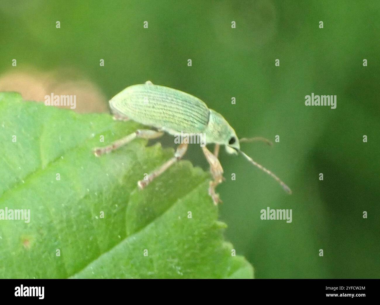Green Immigrant Leaf Weevil (Polydrusus formosus Stock Photo - Alamy
