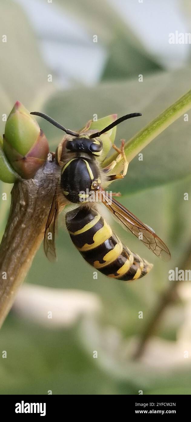 Alaska Yellowjacket (Vespula alascensis Stock Photo - Alamy