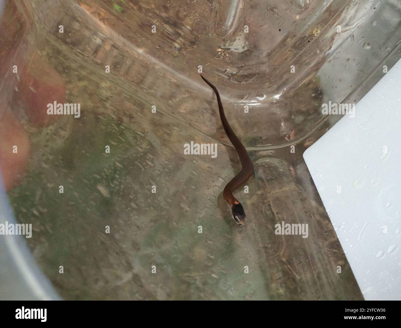 Northern Redbelly Snake (Storeria occipitomaculata occipitomaculata ...