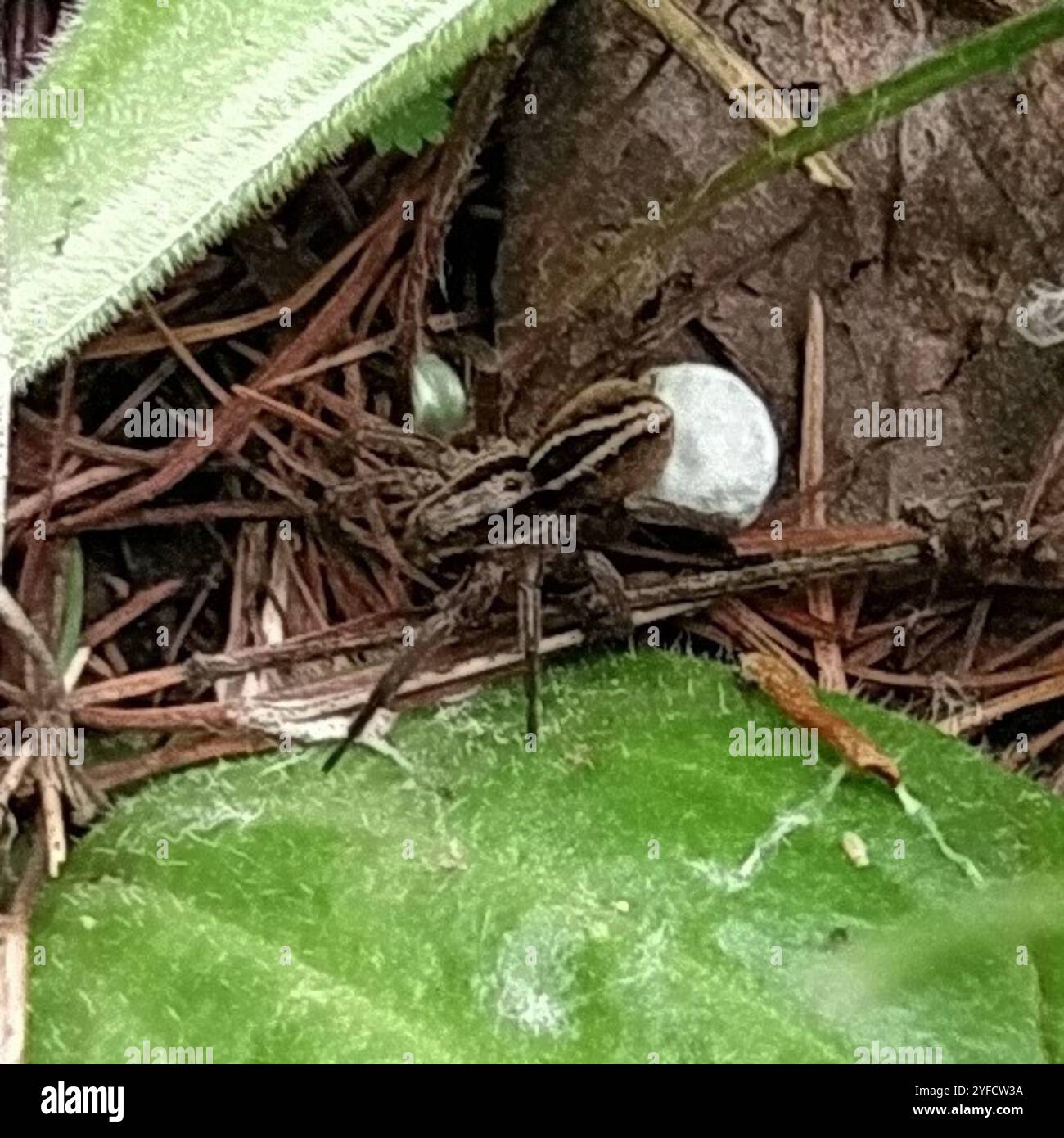 Fox Spiders (Alopecosa Stock Photo - Alamy