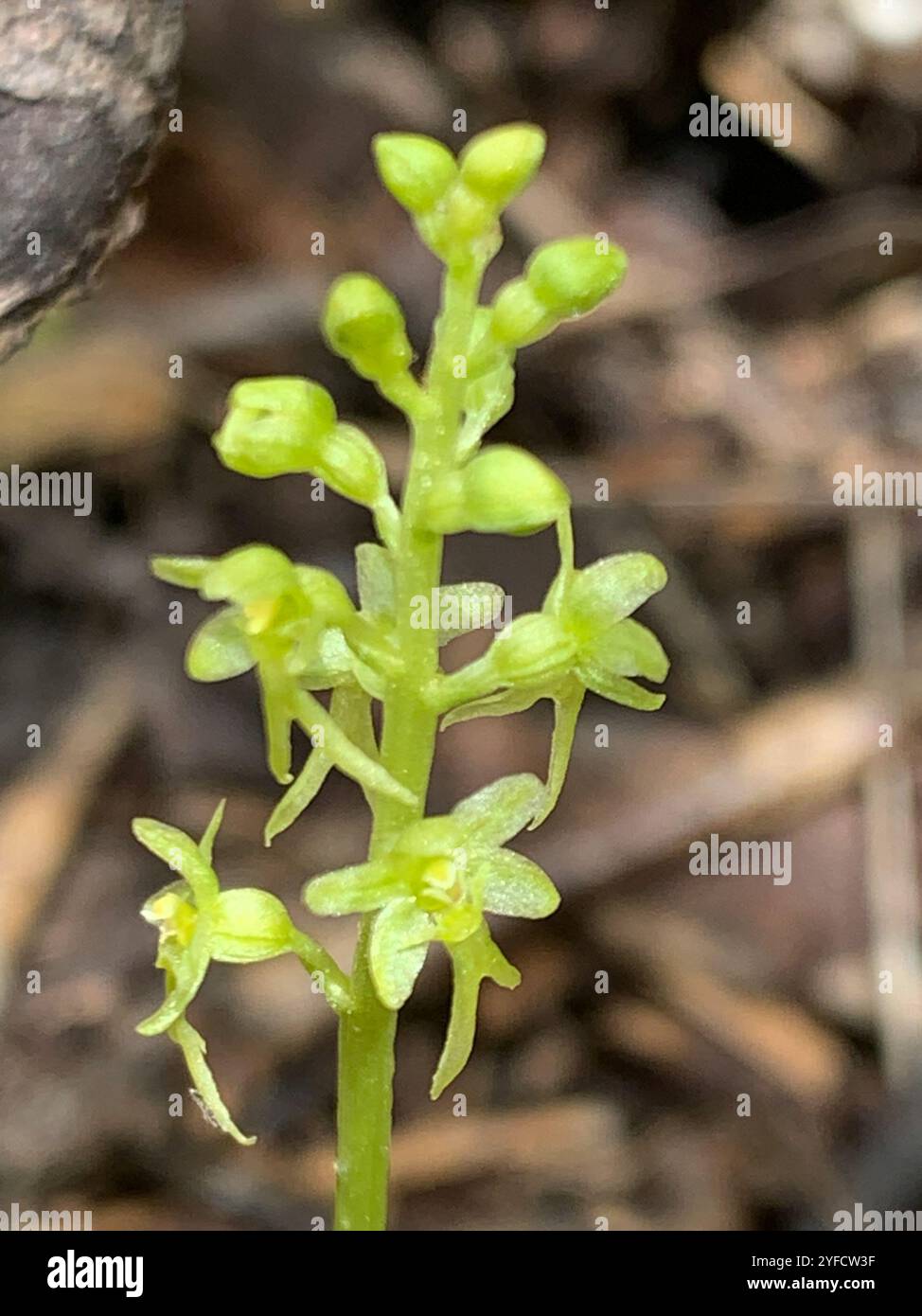 Heartleaf Twayblade (Neottia cordata Stock Photo - Alamy