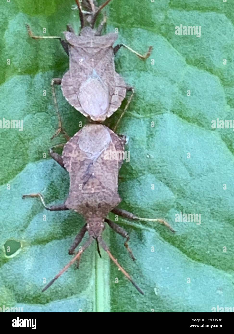 Dock Bug (Coreus marginatus Stock Photo - Alamy