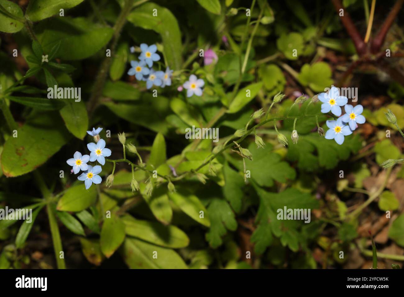 Wood Forget-me-not (Myosotis sylvatica Stock Photo - Alamy