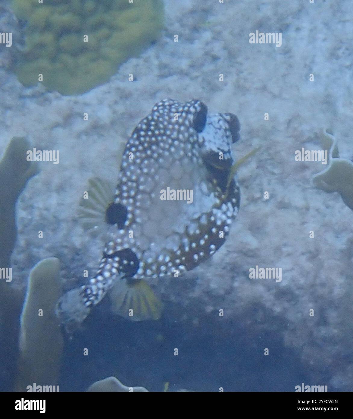 Smooth Trunkfish (Lactophrys triqueter Stock Photo - Alamy