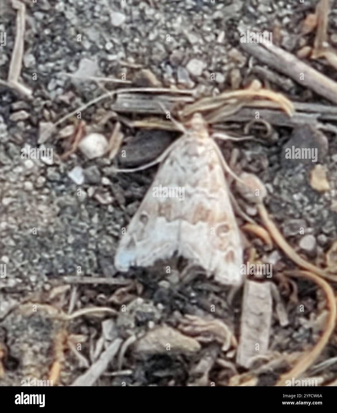 Cabbage Webworm Moth (Hellula rogatalis Stock Photo - Alamy