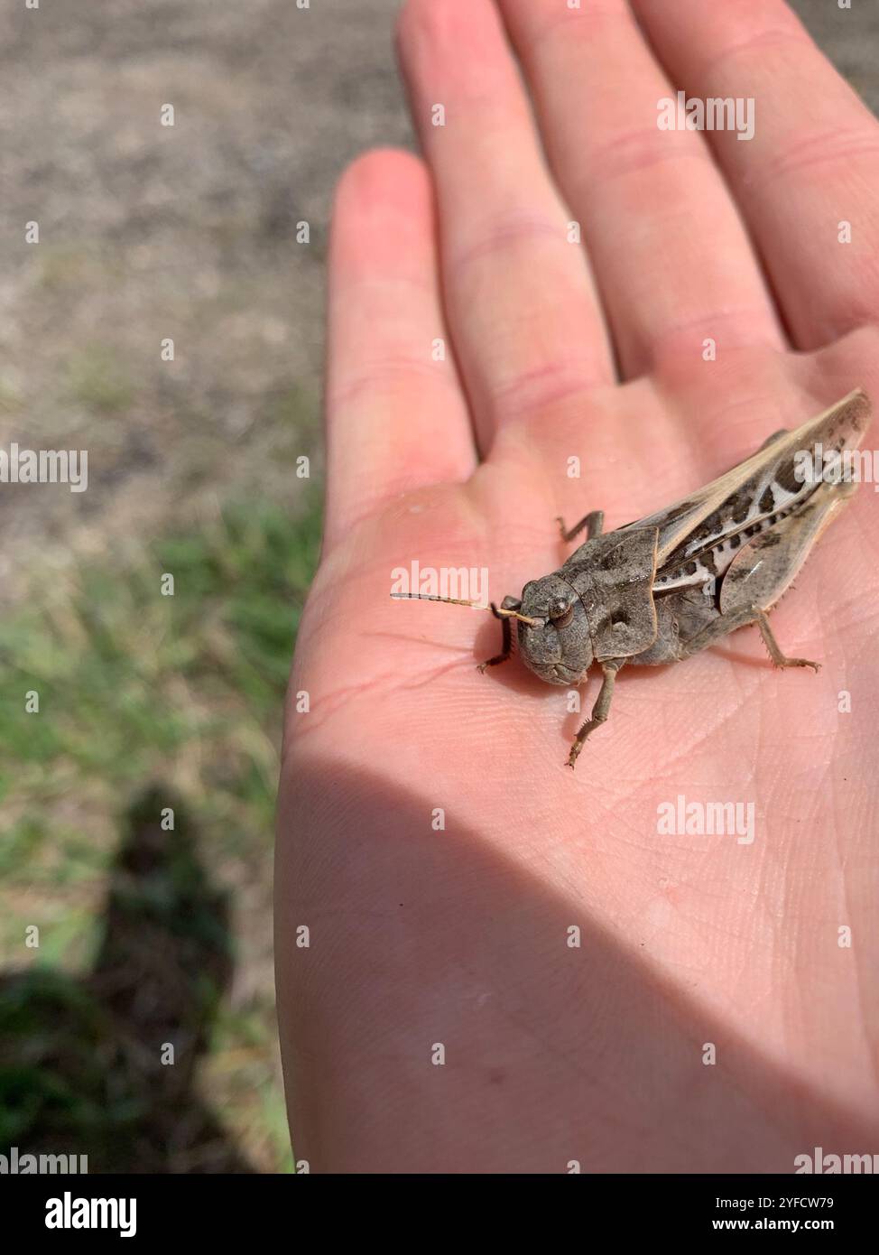 Coral-winged Grasshopper (Pardalophora apiculata Stock Photo - Alamy