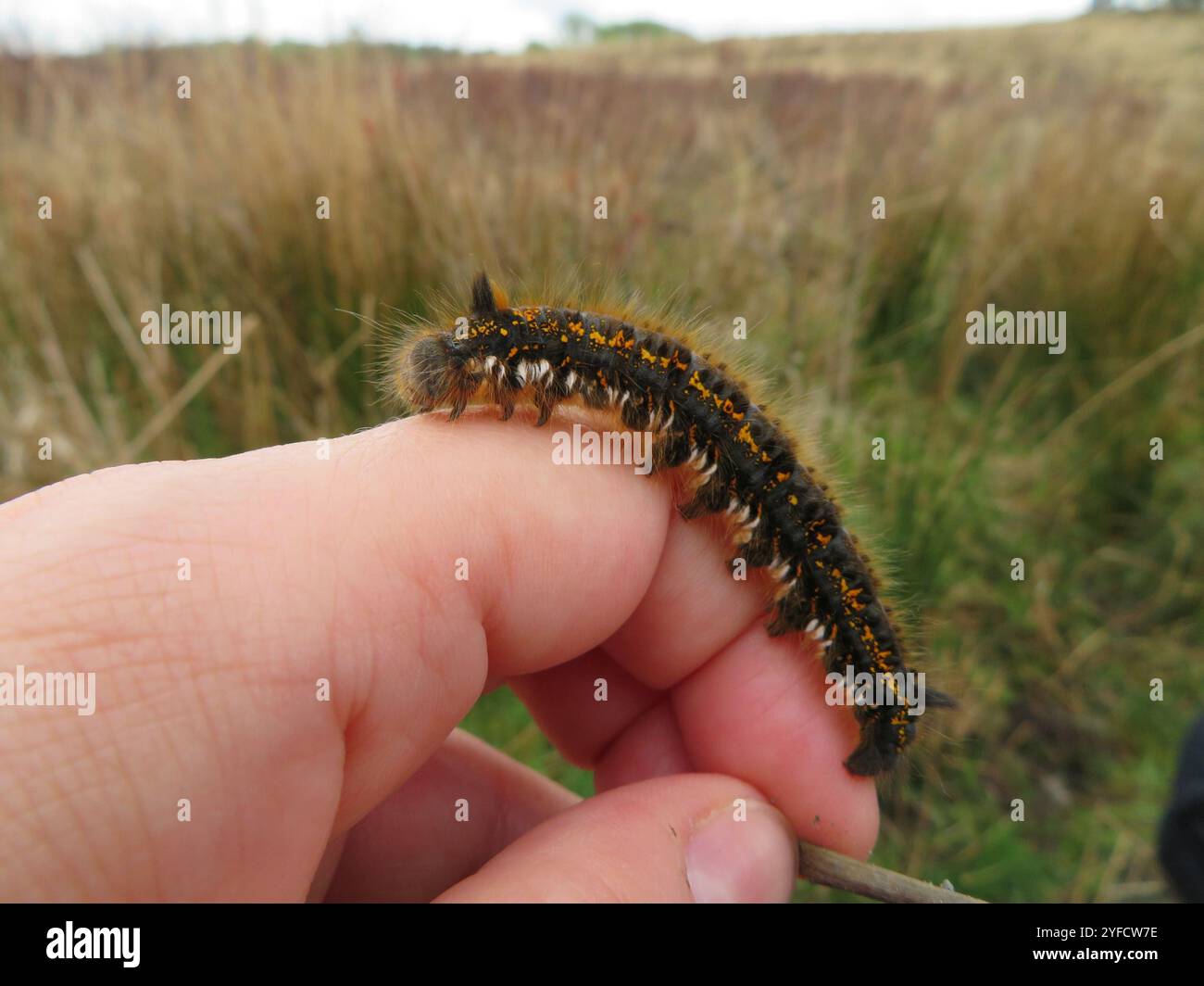 Drinker Moth (Euthrix potatoria Stock Photo - Alamy
