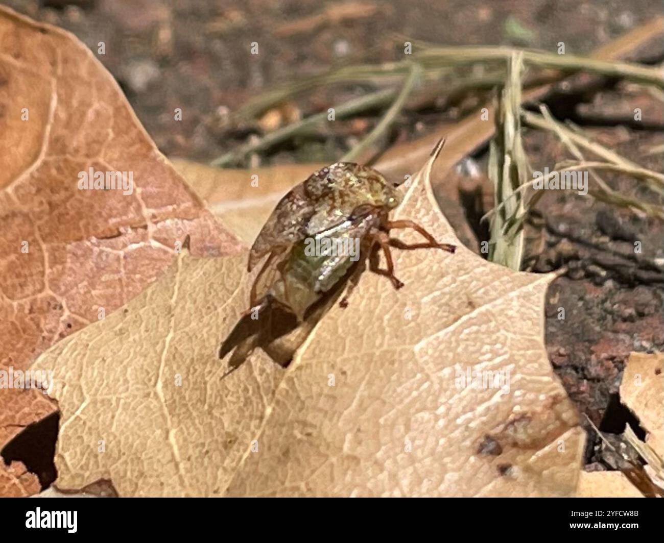 Typical Treehoppers (Membracidae Stock Photo - Alamy