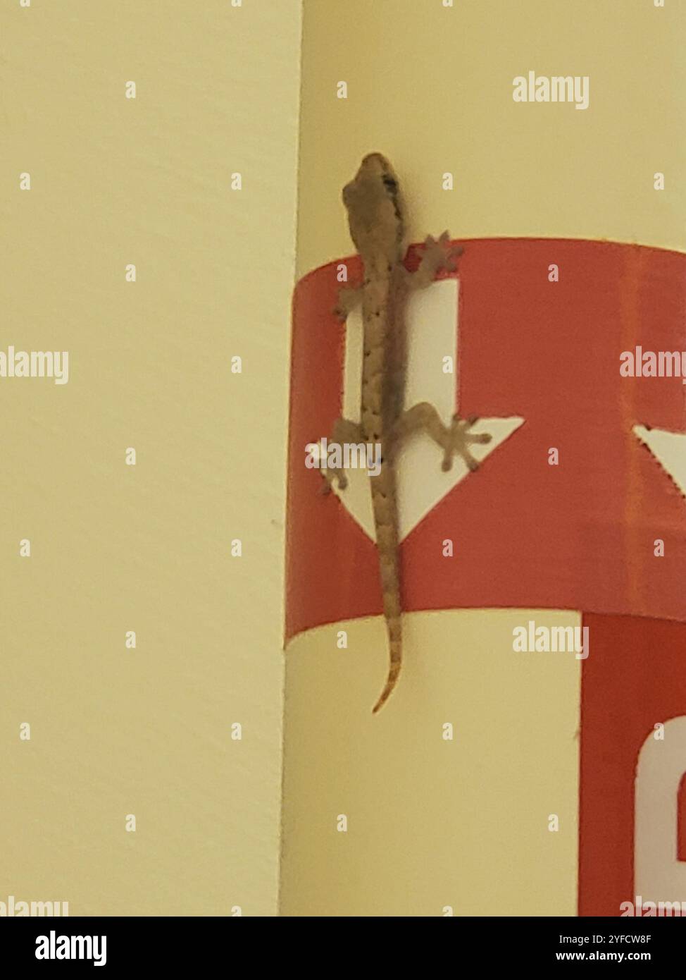 Mourning Gecko (Lepidodactylus lugubris Stock Photo - Alamy