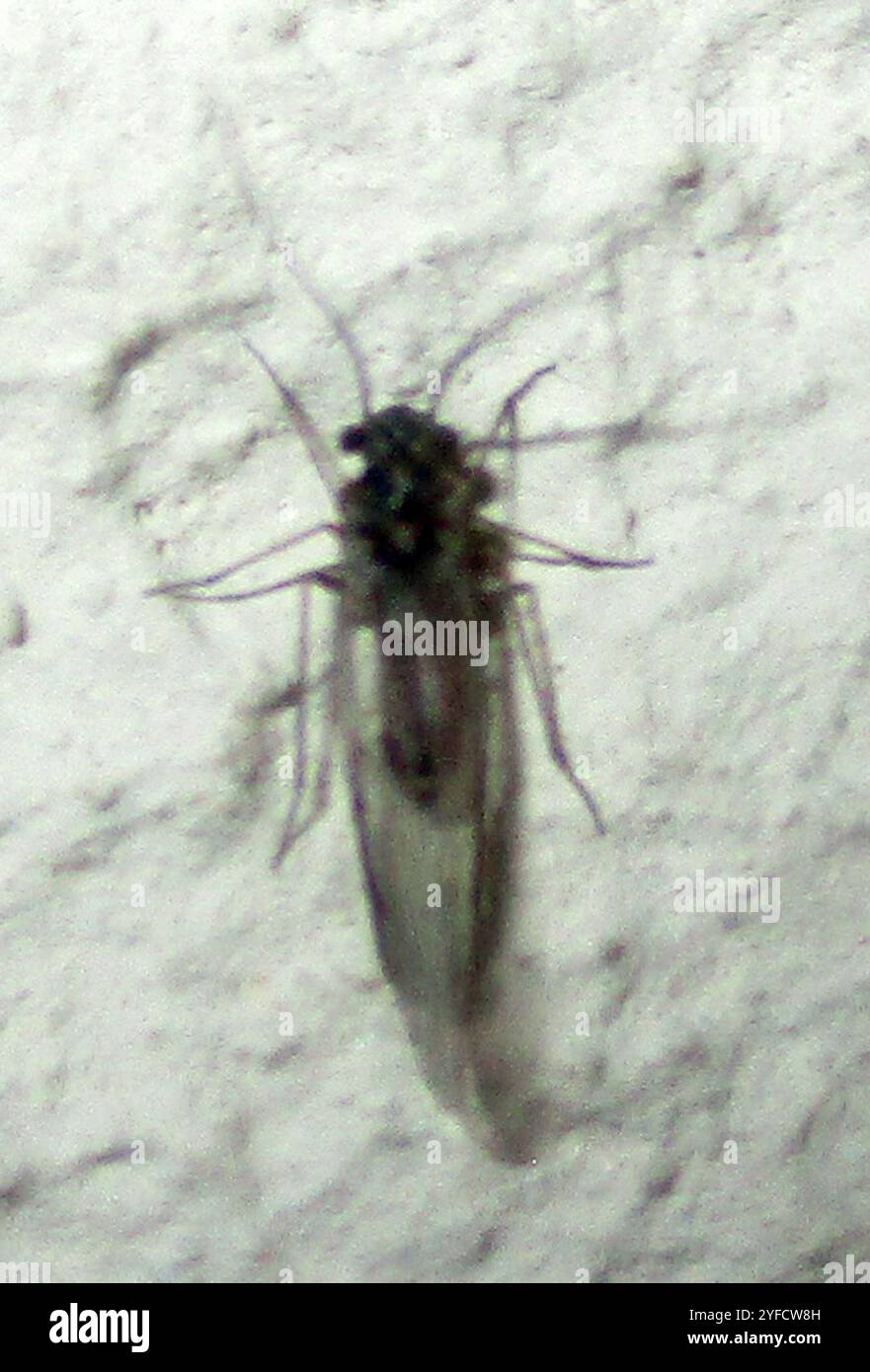 Barklice, Booklice, and Parasitic Lice (Psocodea Stock Photo - Alamy