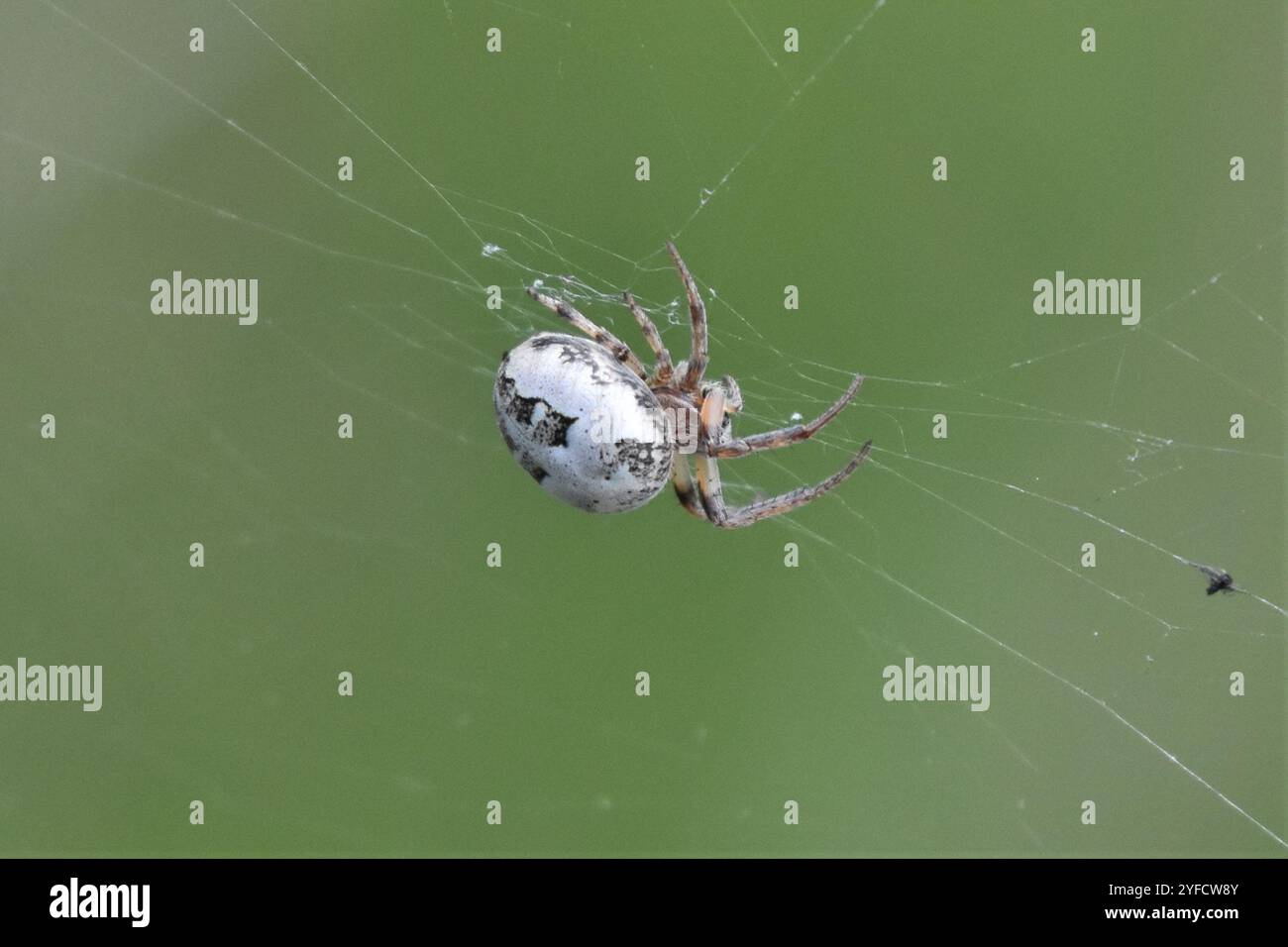 Furrow Spiders (Larinioides Stock Photo - Alamy