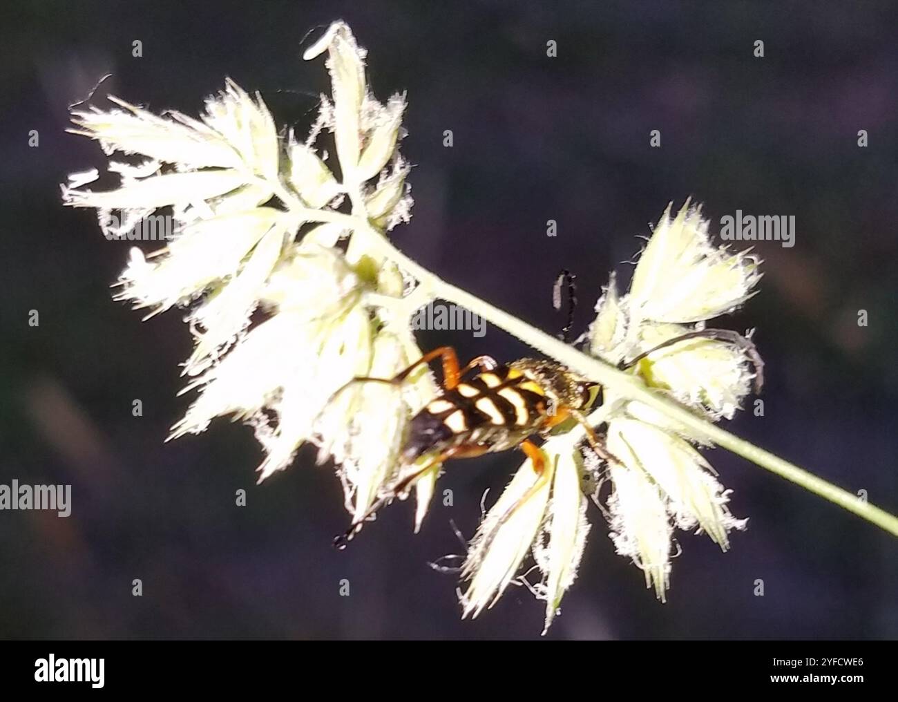 Zebra Longhorn Beetle (Typocerus zebra Stock Photo - Alamy