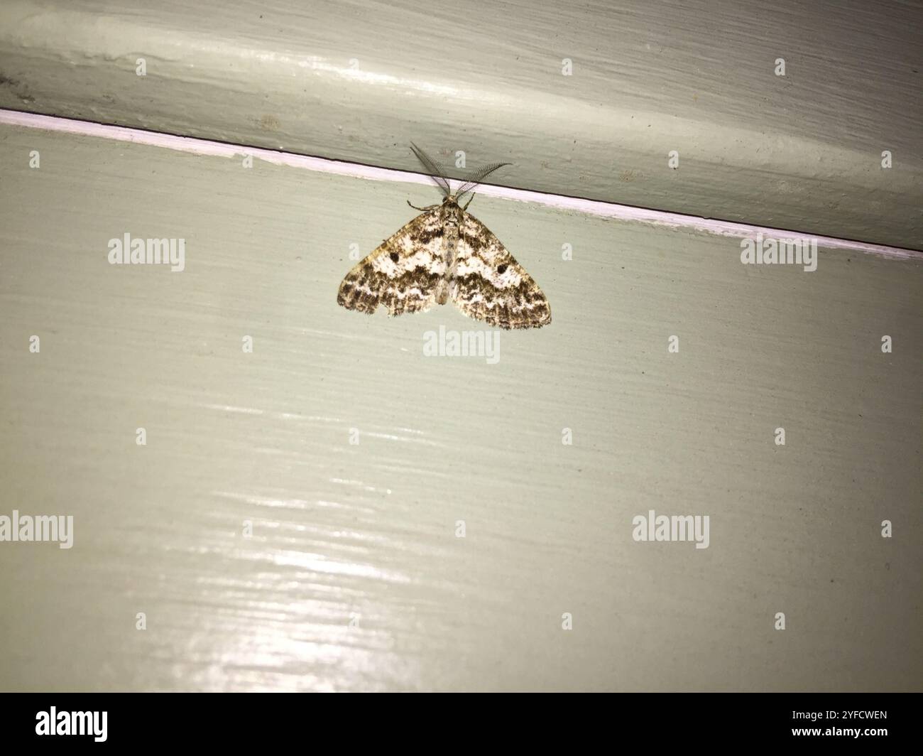 Powder Moth (Eufidonia notataria Stock Photo - Alamy