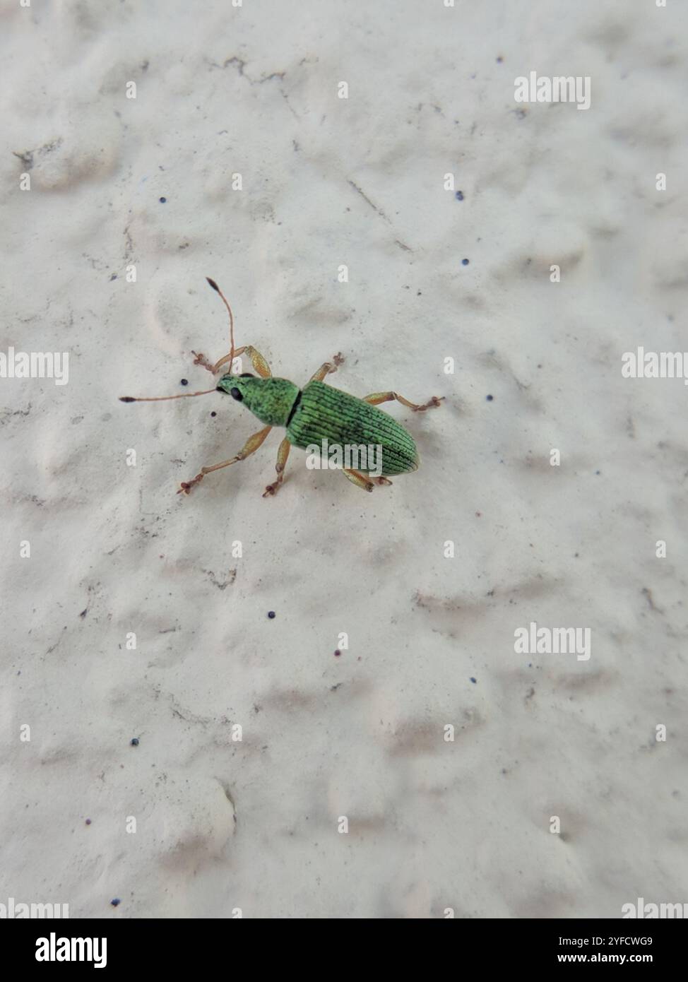 Green Immigrant Leaf Weevil (Polydrusus formosus Stock Photo - Alamy