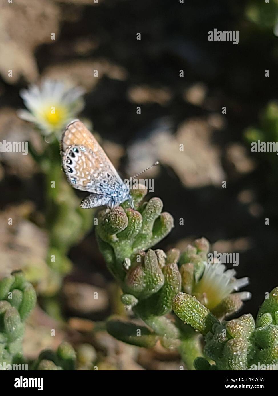 Western Pygmy-Blue (Brephidium exilis Stock Photo - Alamy
