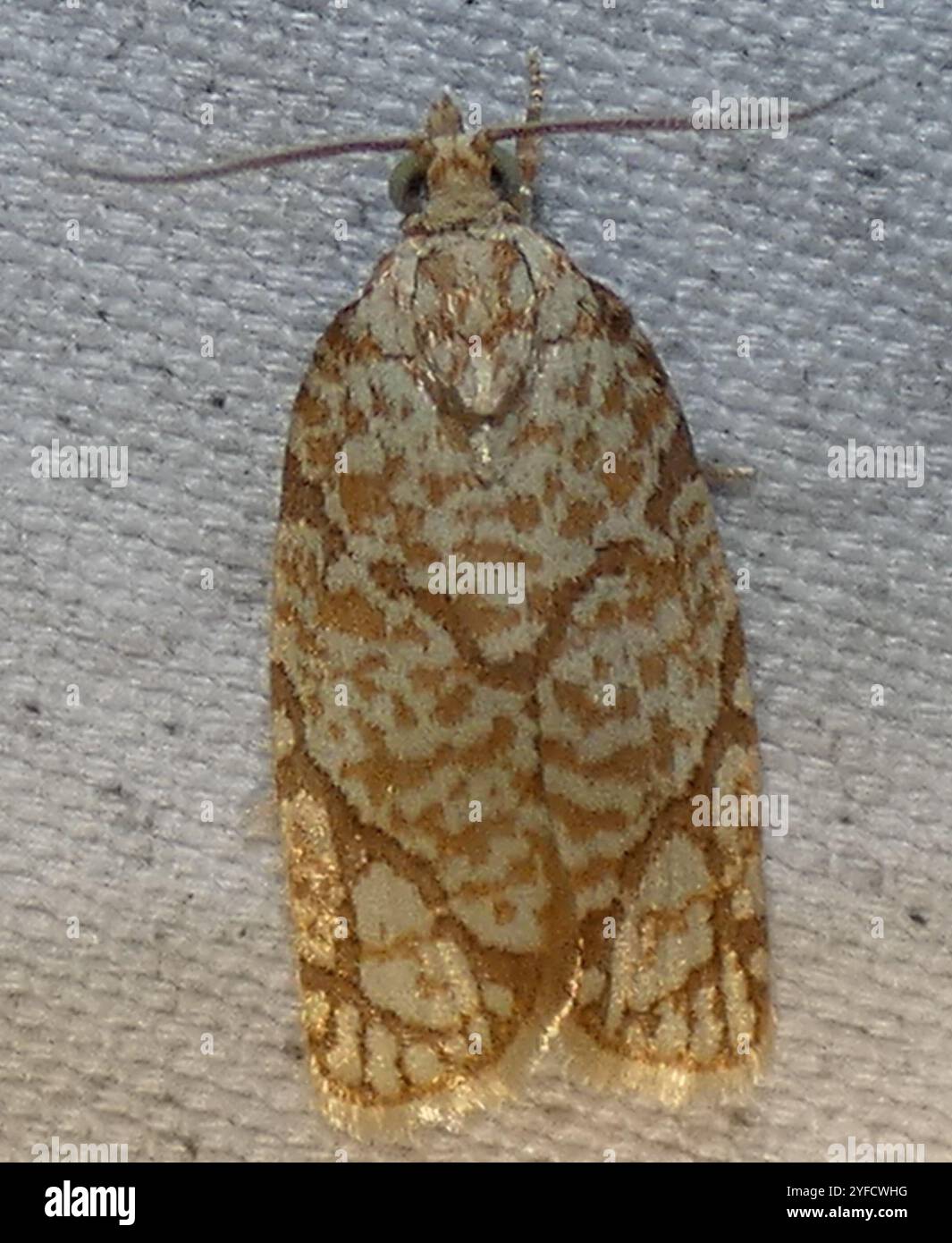 Yellow-winged Oak Leafroller Moth (Argyrotaenia quercifoliana Stock ...