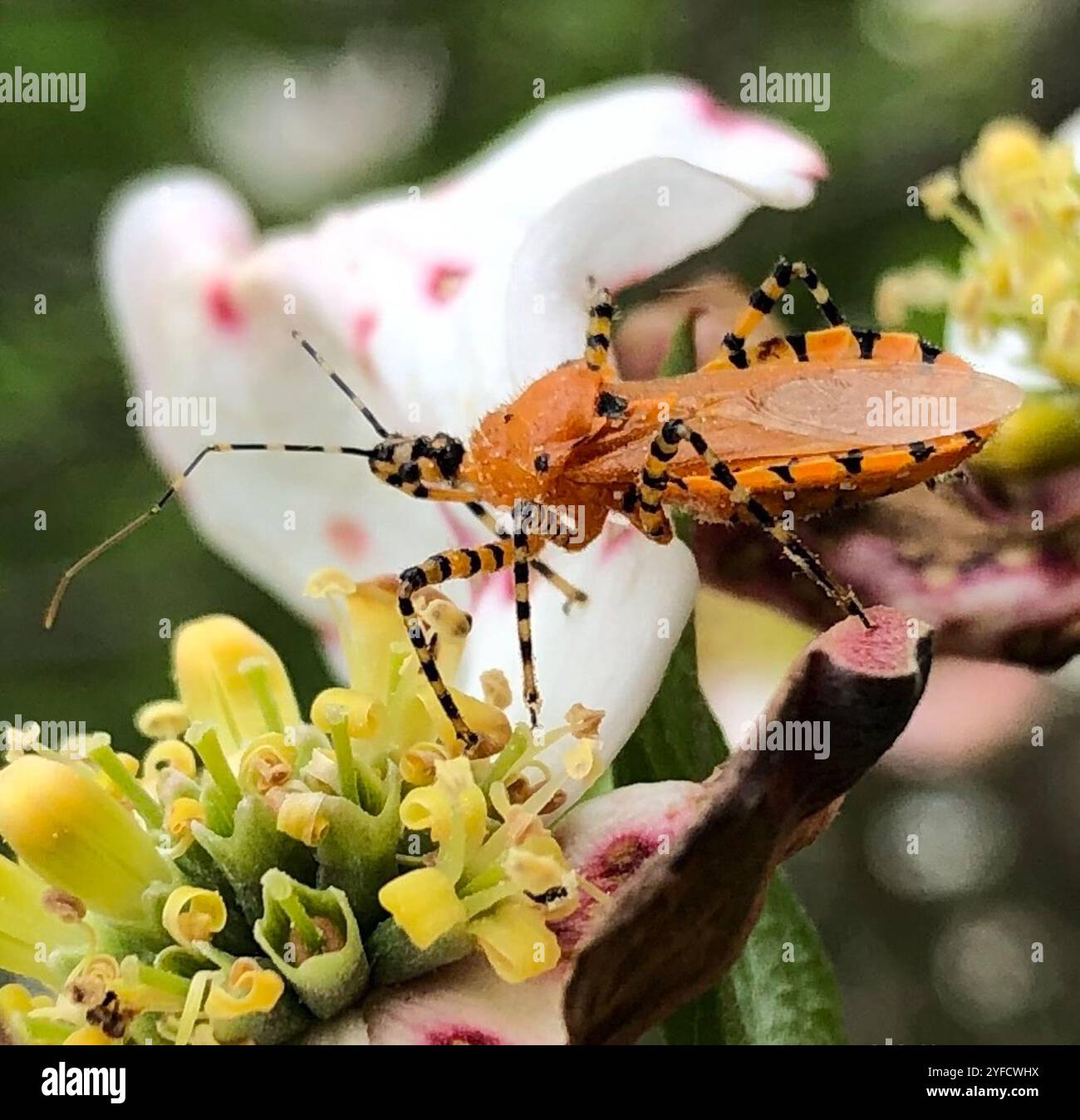 Orange Assassin Bug (Pselliopus barberi Stock Photo - Alamy