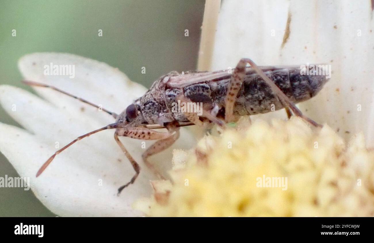 False chinch bugs (Nysius Stock Photo - Alamy