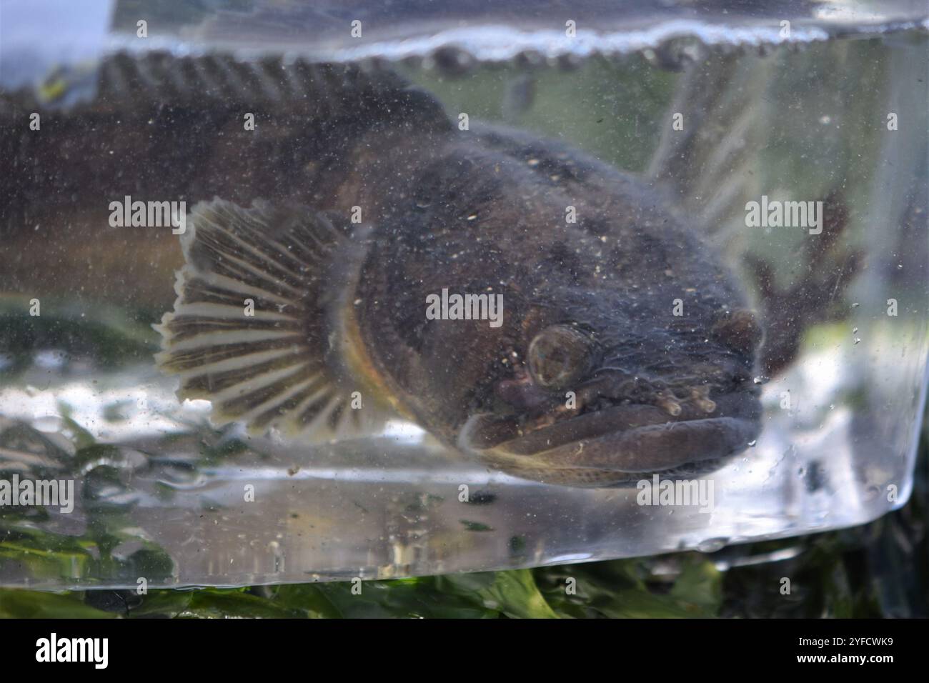 Plainfin hi-res stock photography and images - Alamy