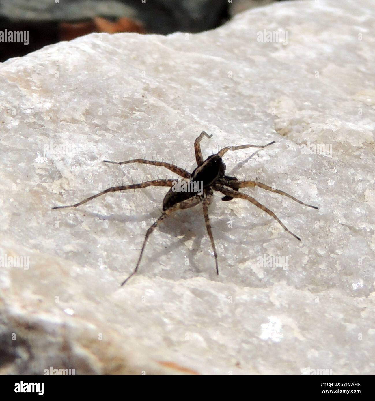 Thin-legged Wolf Spiders (Pardosa Stock Photo - Alamy