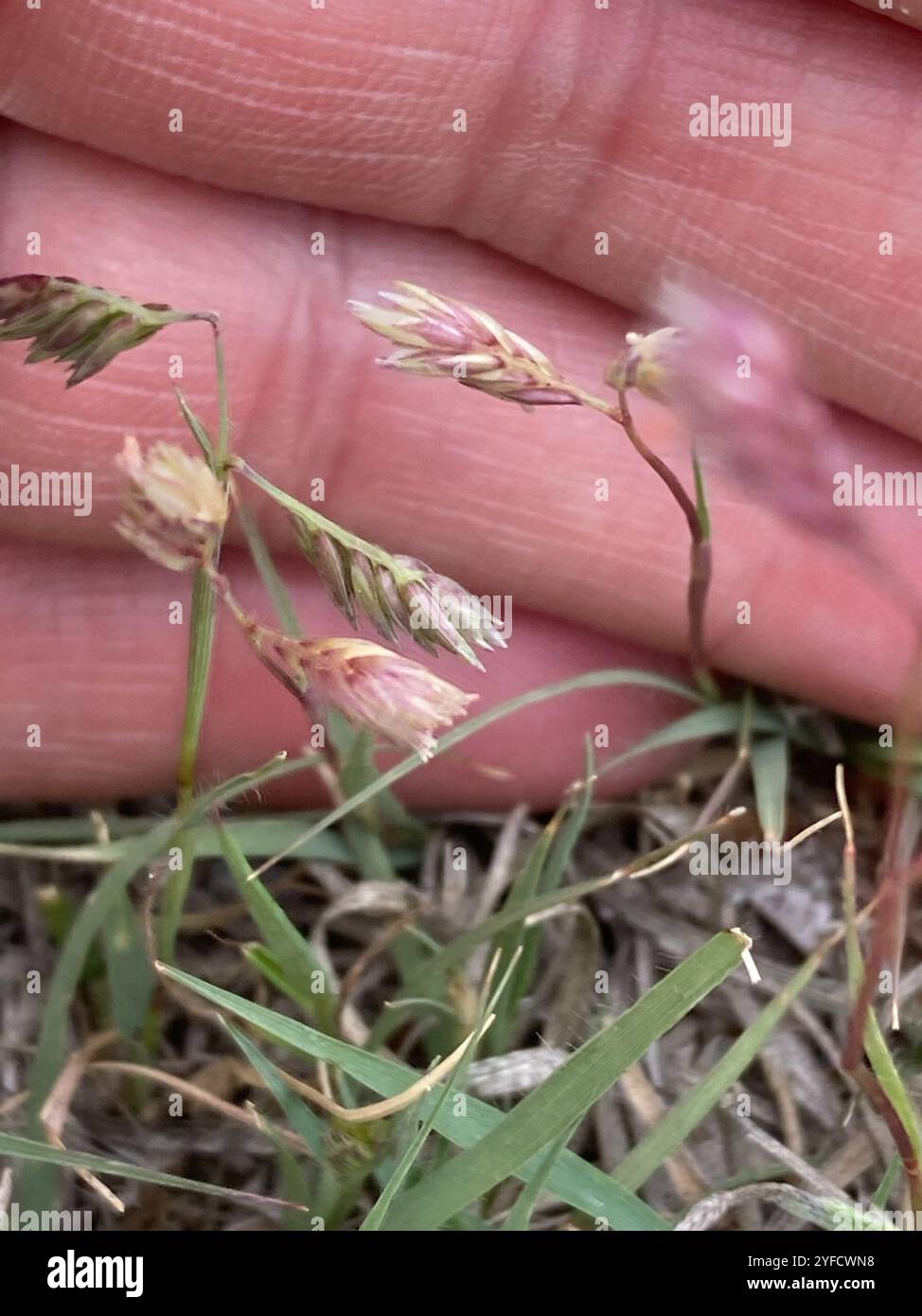 buffalograss (Bouteloua dactyloides Stock Photo - Alamy