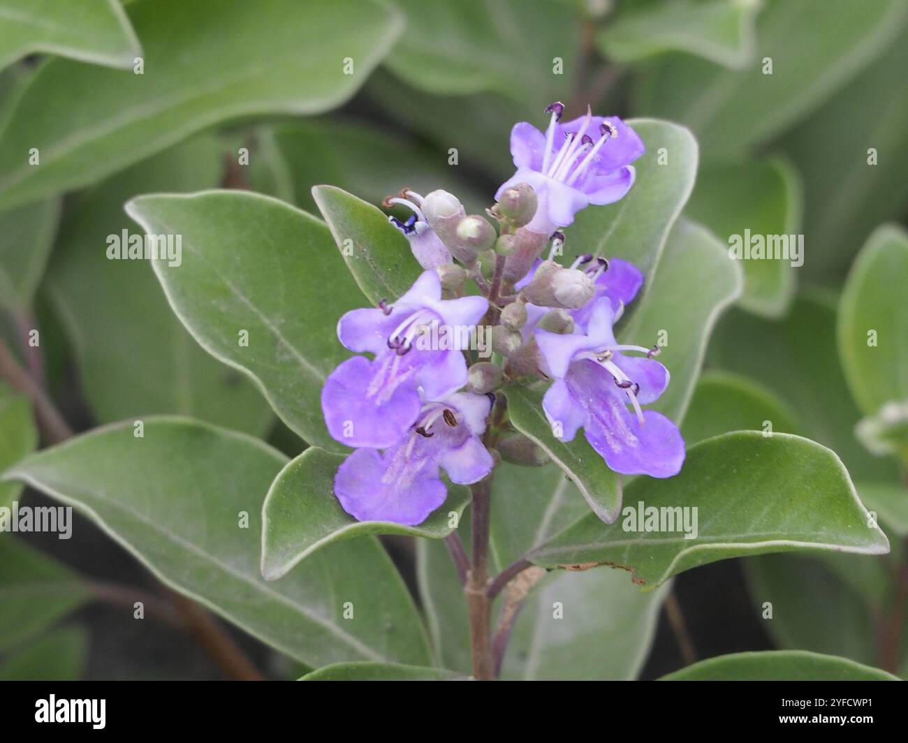 Beach Vitex (Vitex rotundifolia Stock Photo - Alamy