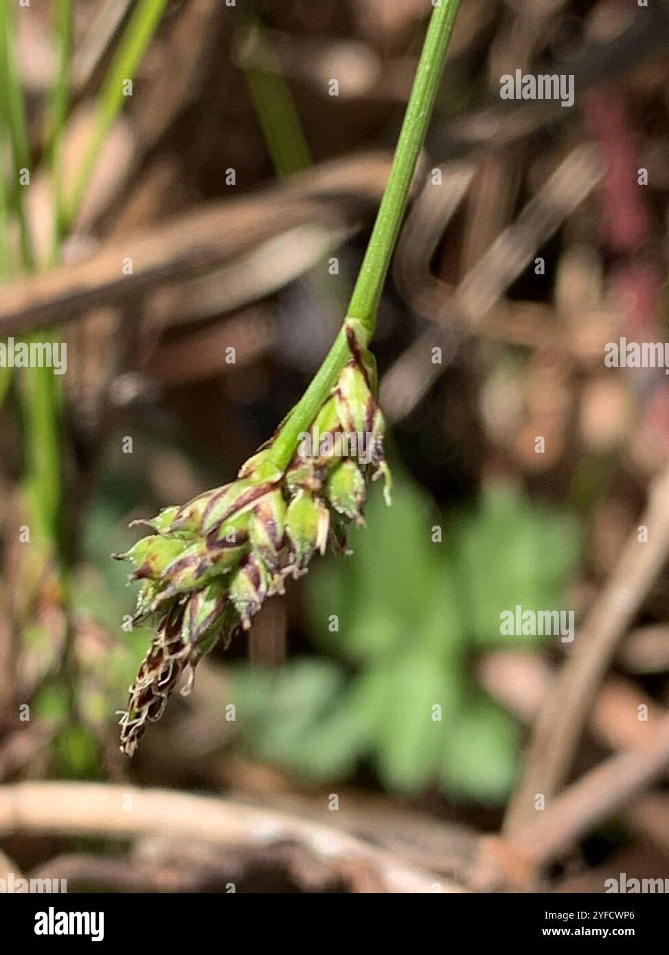 white-tinged sedge (Carex albicans Stock Photo - Alamy
