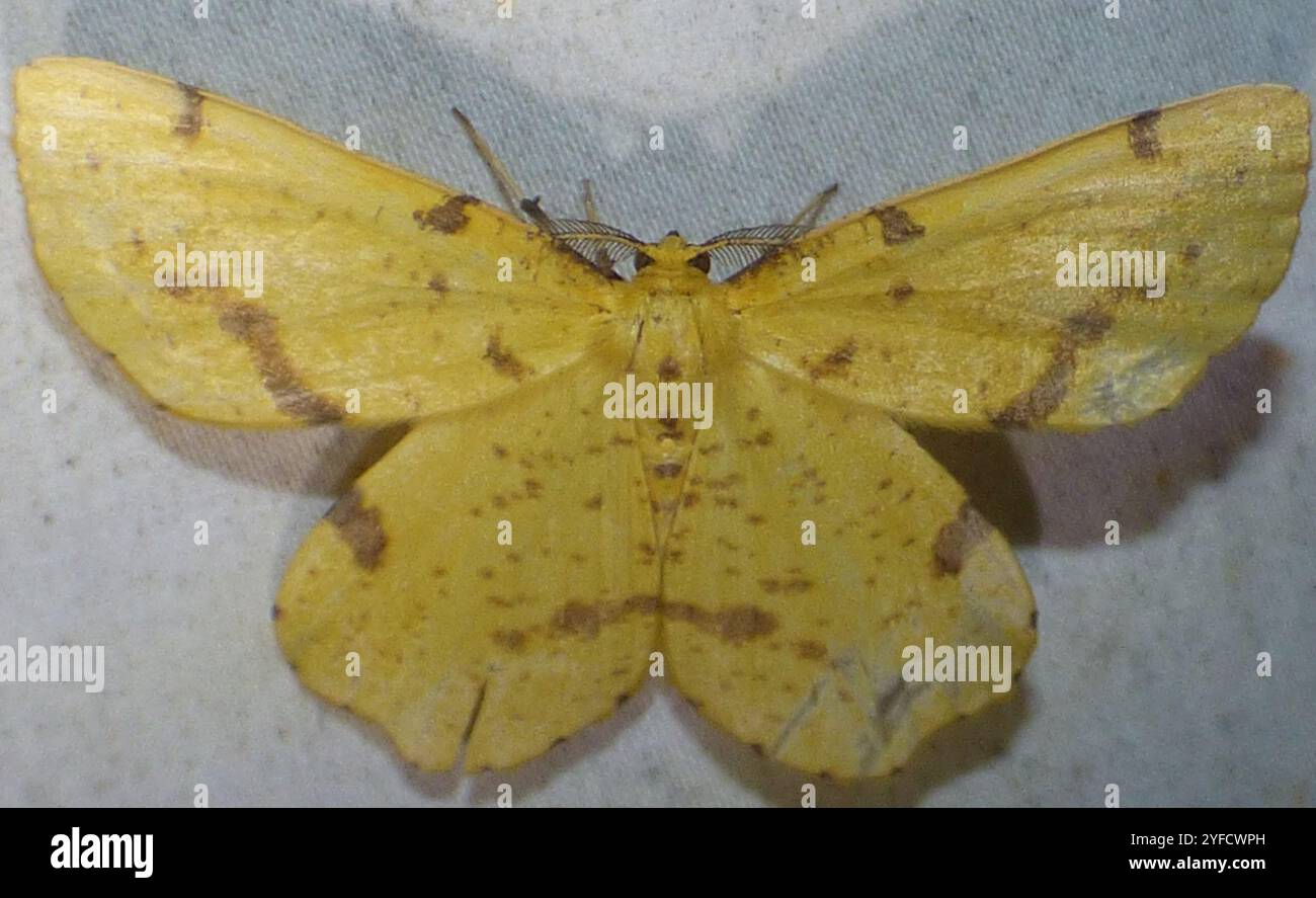 Crocus Geometer Moths (Xanthotype Stock Photo - Alamy