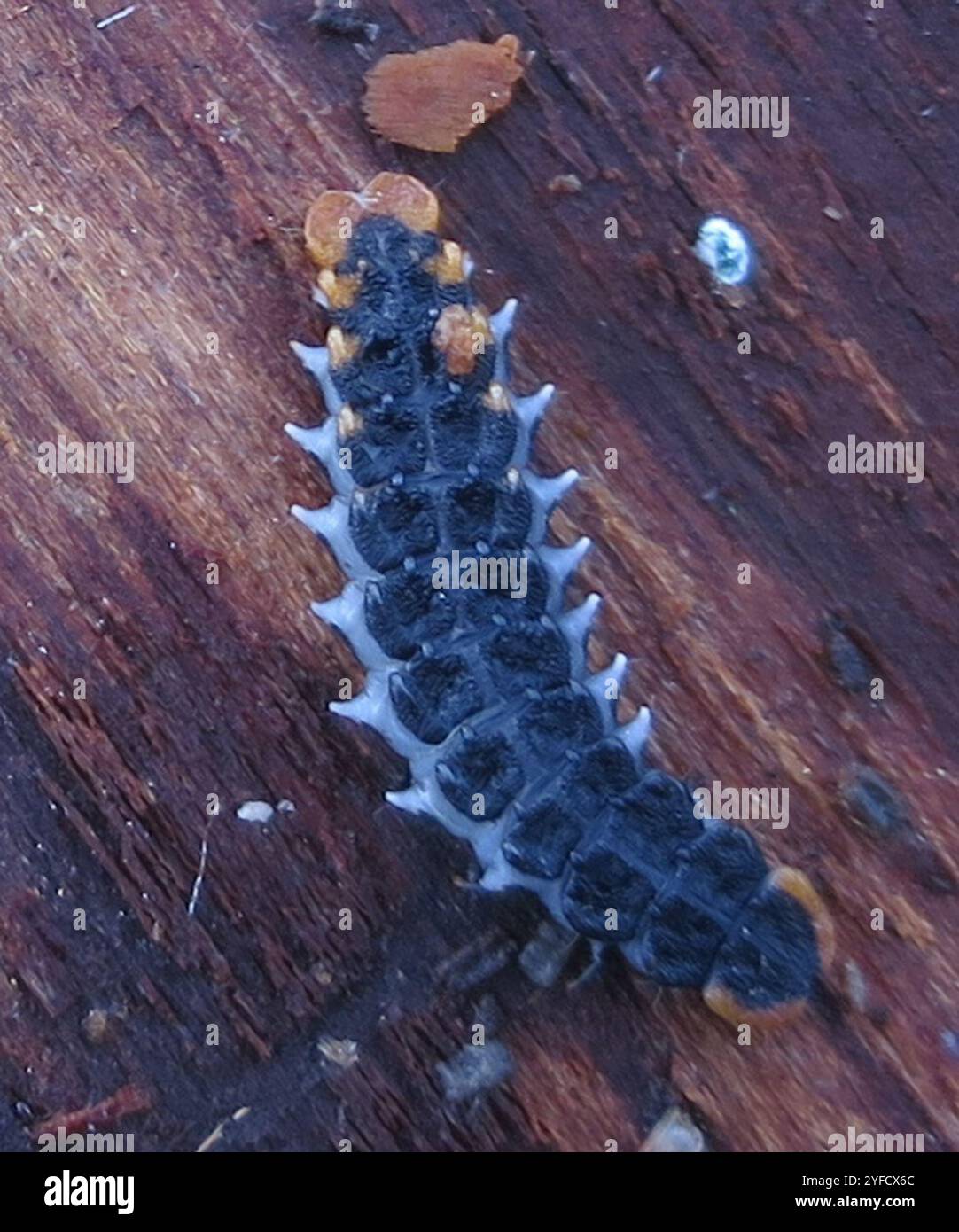 Red-winged Lycid (Porrostoma rufipenne Stock Photo - Alamy