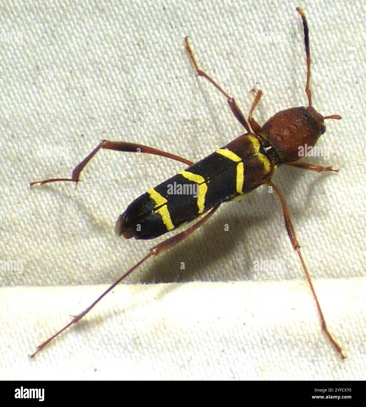 Red-headed Ash Borer (Neoclytus acuminatus Stock Photo - Alamy
