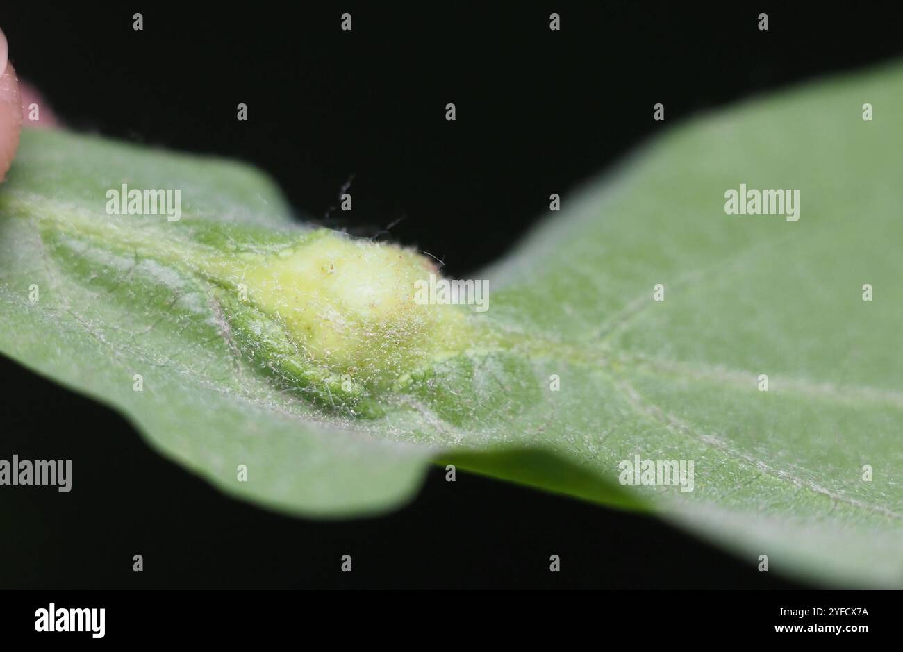 Oak Petiole Gall Wasp (Andricus quercuspetiolicola Stock Photo - Alamy