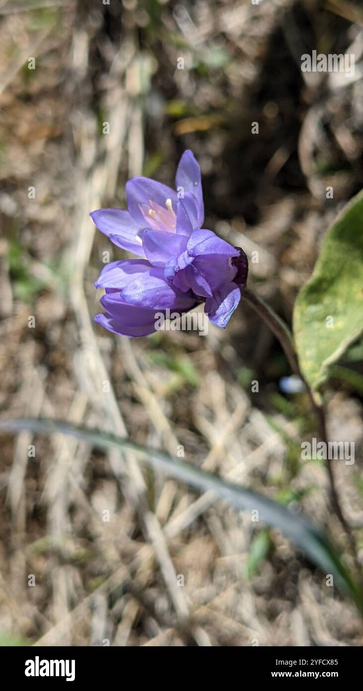 Dipterostemon hi-res stock photography and images - Alamy