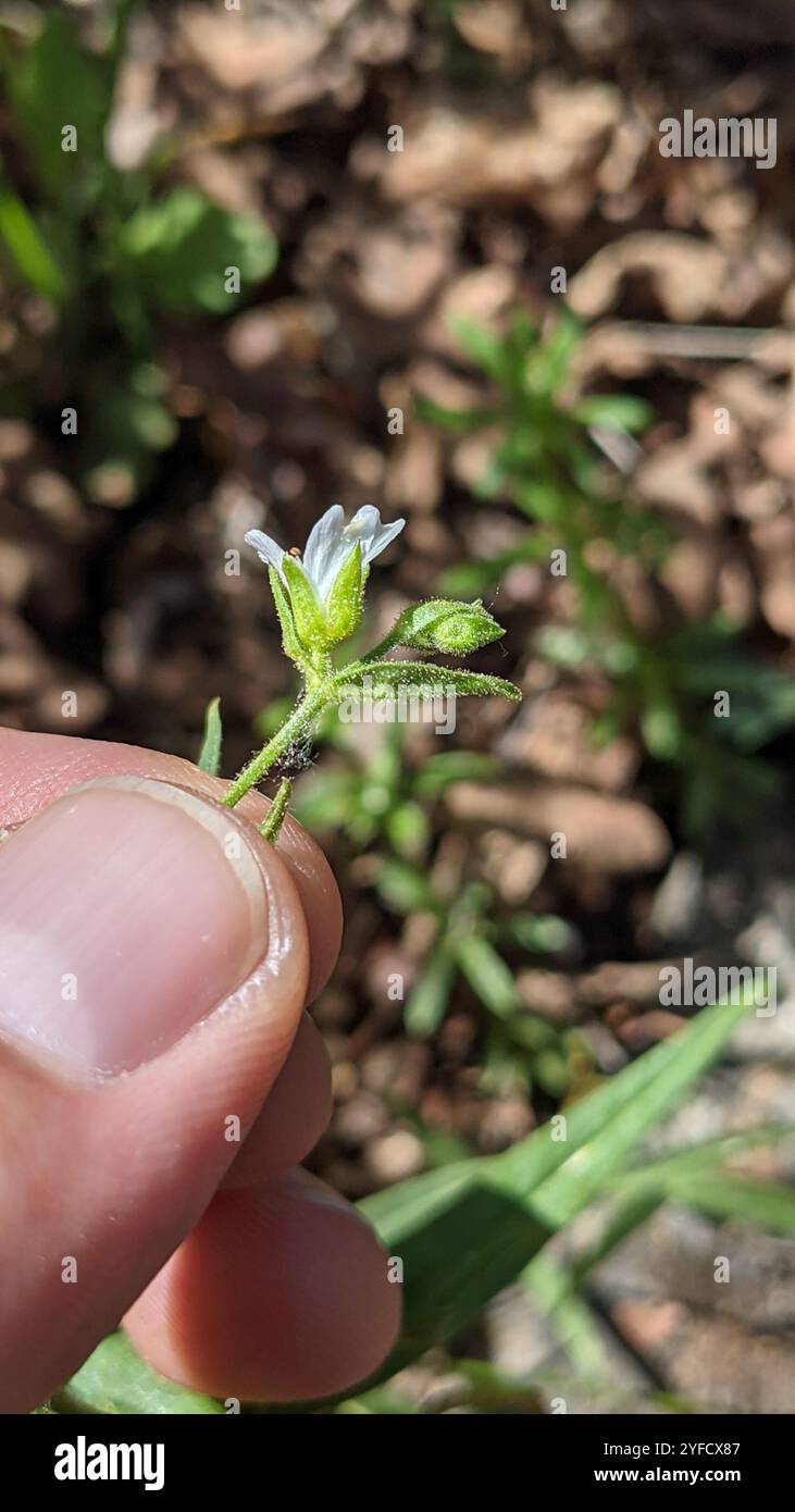 tuber starwort (Pseudostellaria jamesiana Stock Photo - Alamy