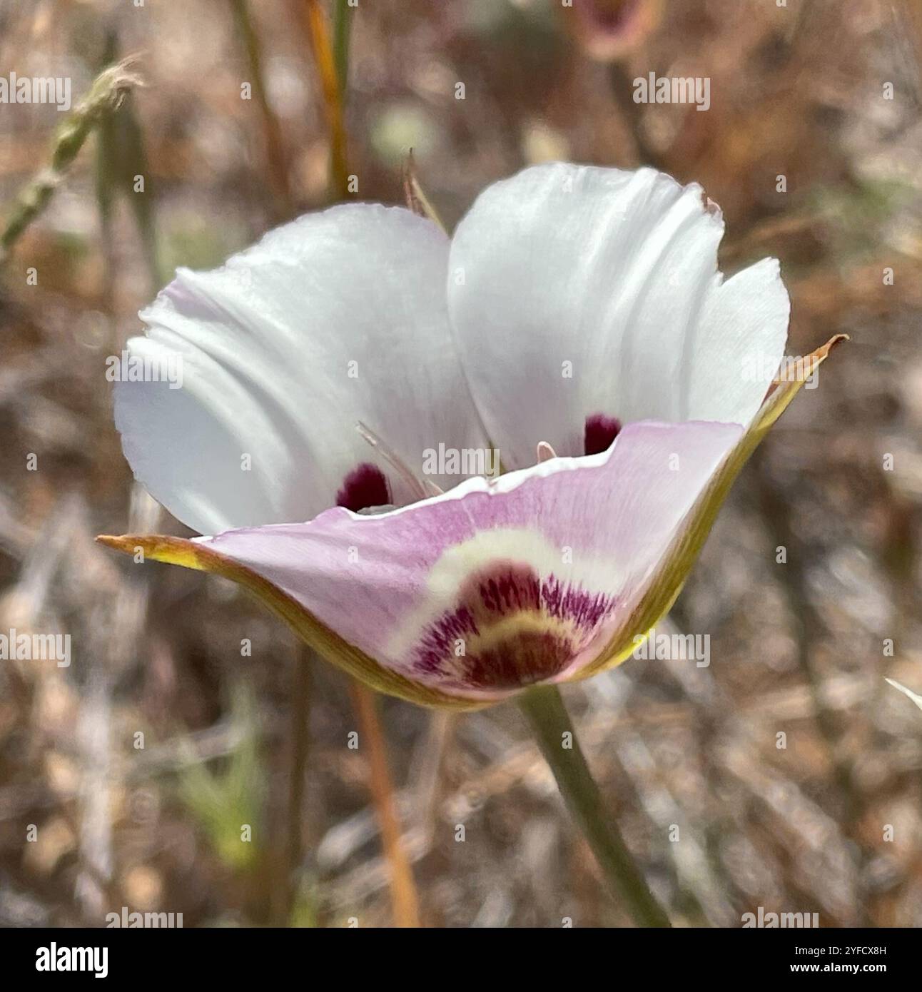 clay mariposa lily (Calochortus argillosus Stock Photo - Alamy