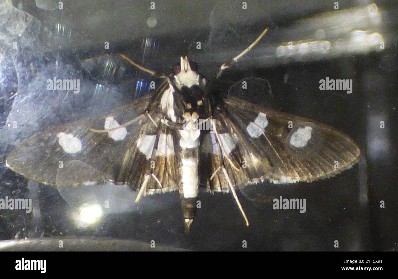 Grape Leaffolder Moth (Desmia funeralis Stock Photo - Alamy