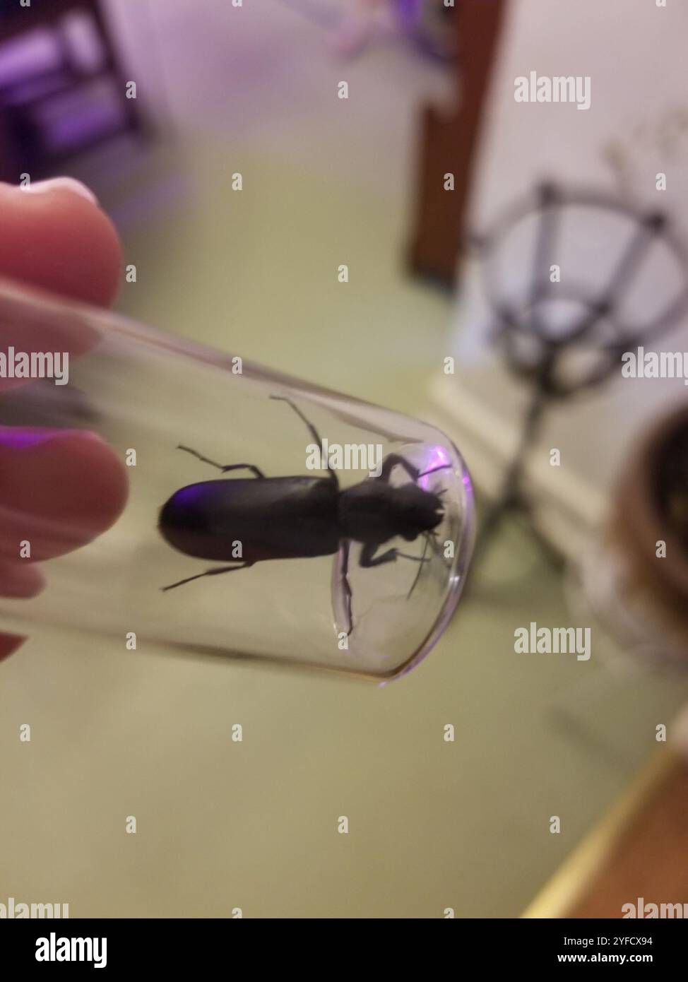 Stout's Hardwood Borer (Polycaon stoutii Stock Photo - Alamy