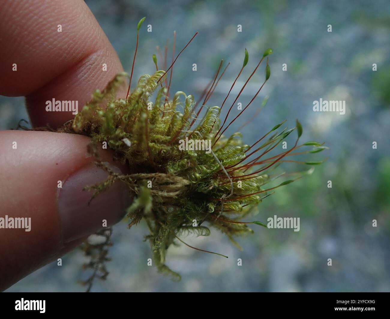 Sickle-leaved Hook-moss (Sanionia uncinata Stock Photo - Alamy