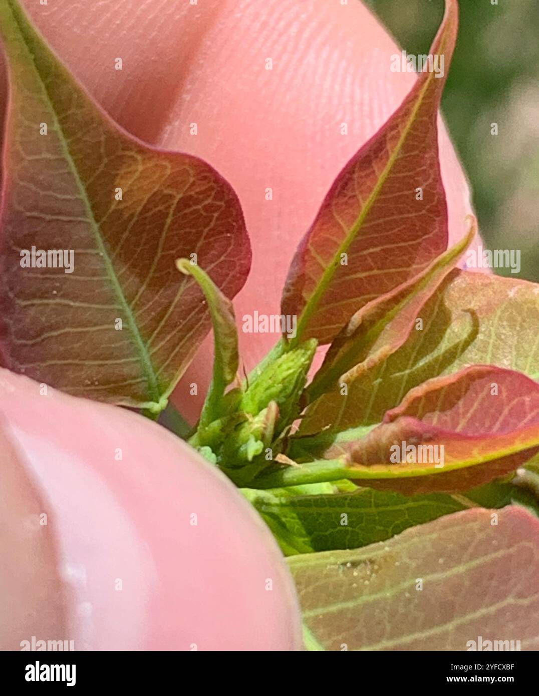 Chinese Tallow (Triadica sebifera Stock Photo - Alamy