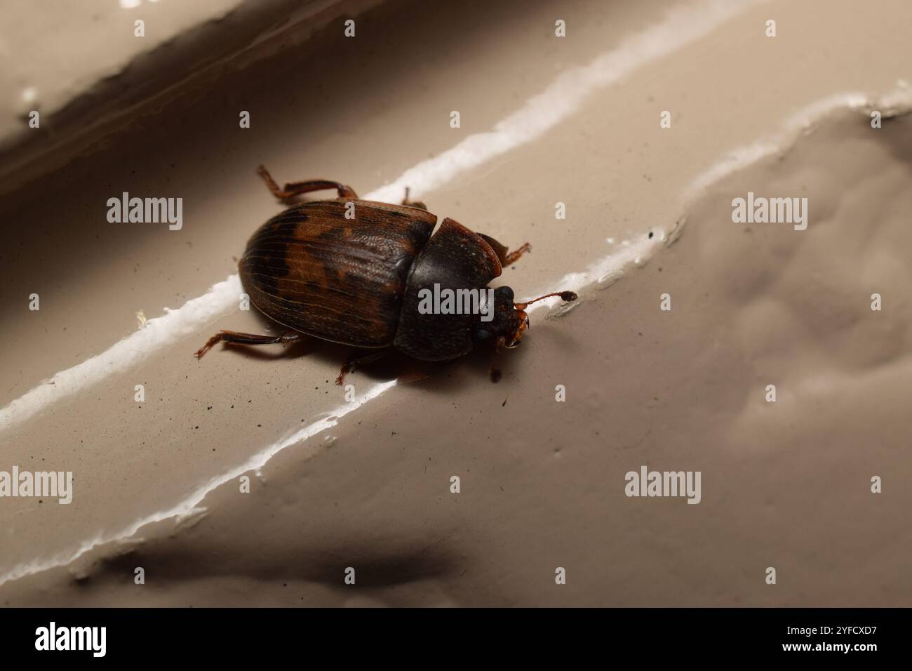 Exotic sap beetle (Phenolia picta Stock Photo - Alamy