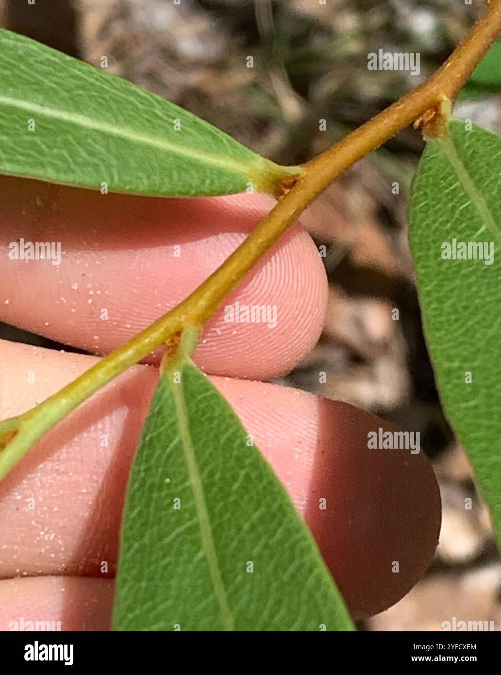 Gopher-berry (Asimina pygmea Stock Photo - Alamy